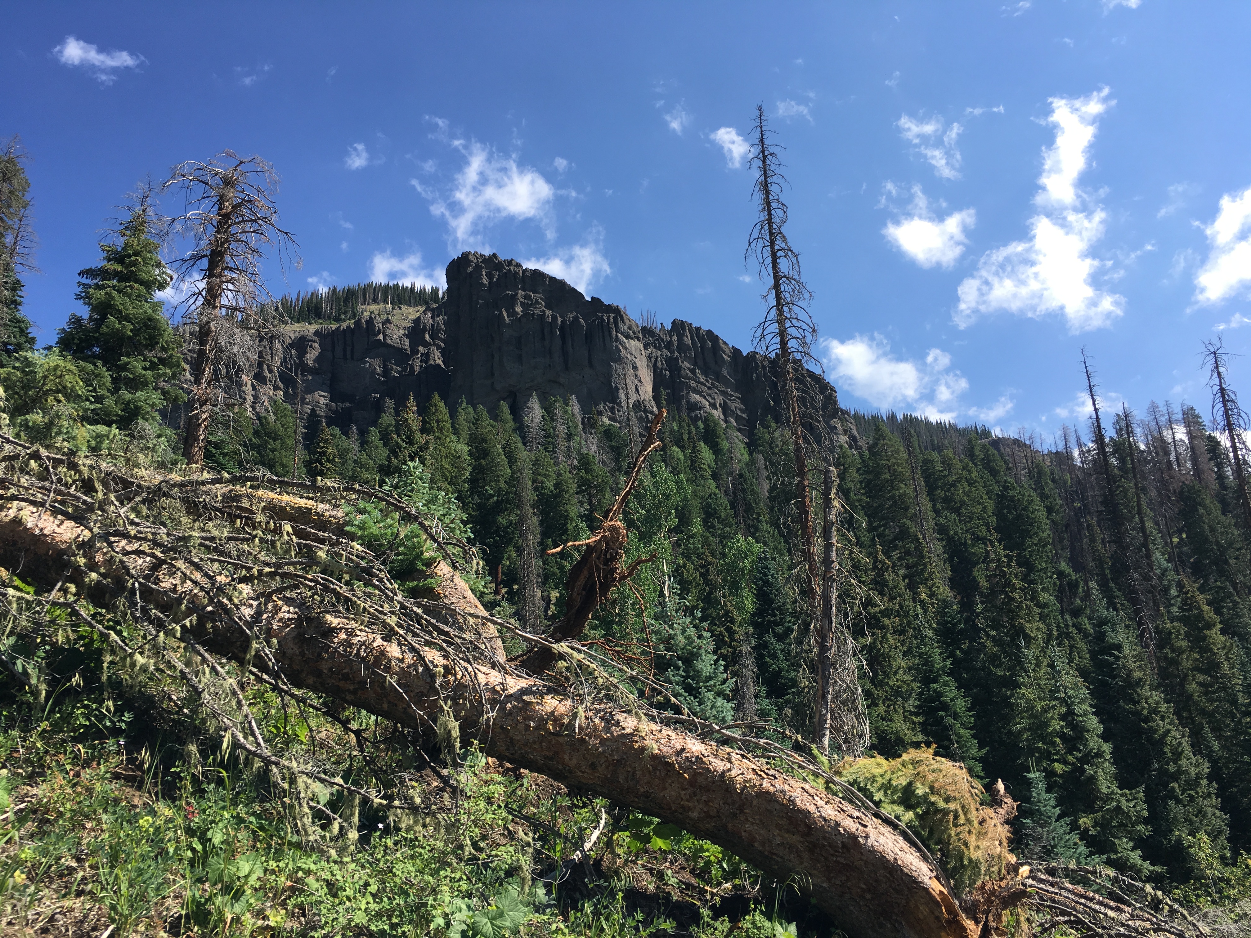 Cimarrona Trail No. 586 - Pagosa Springs Area Trails